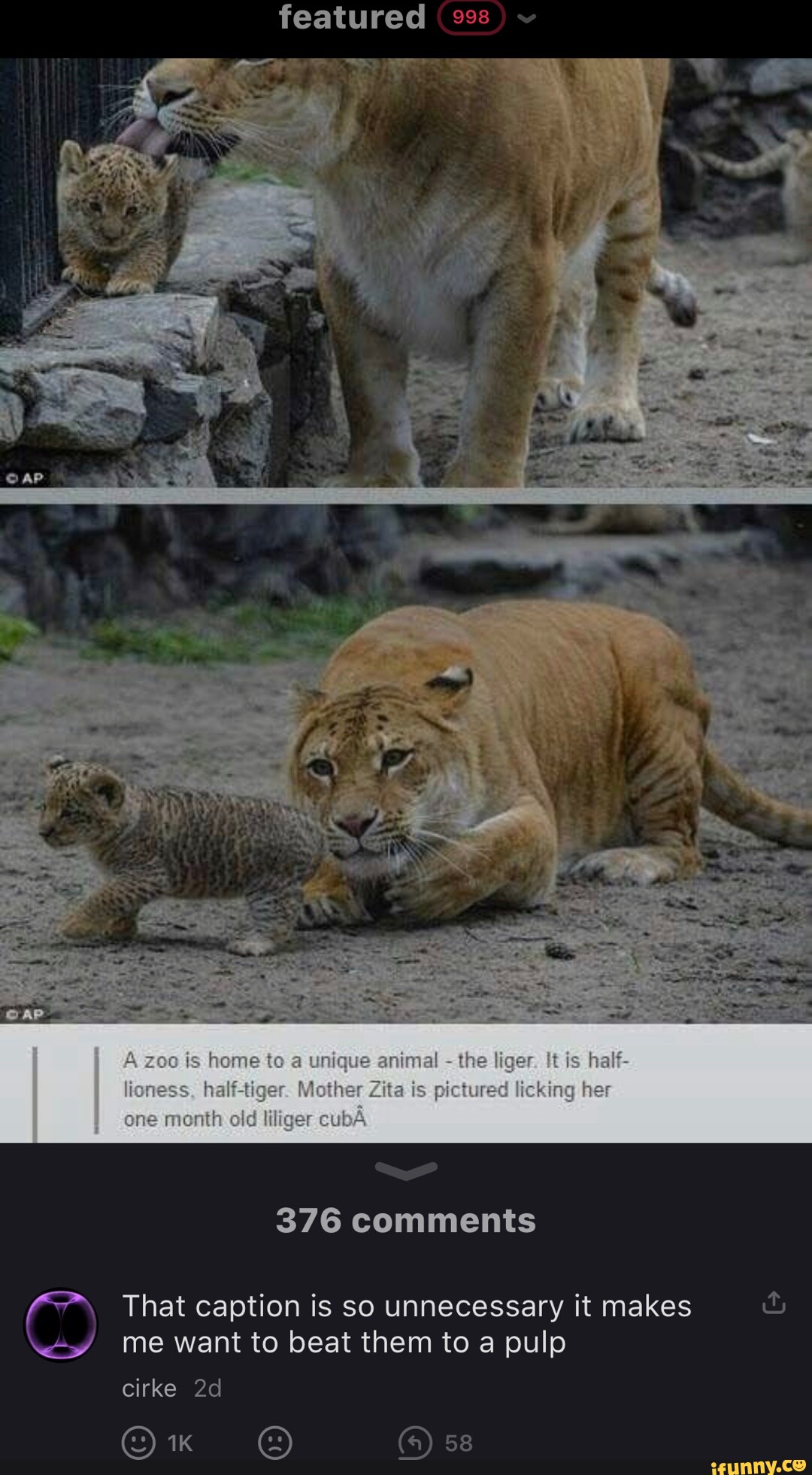 Liger With Mom
