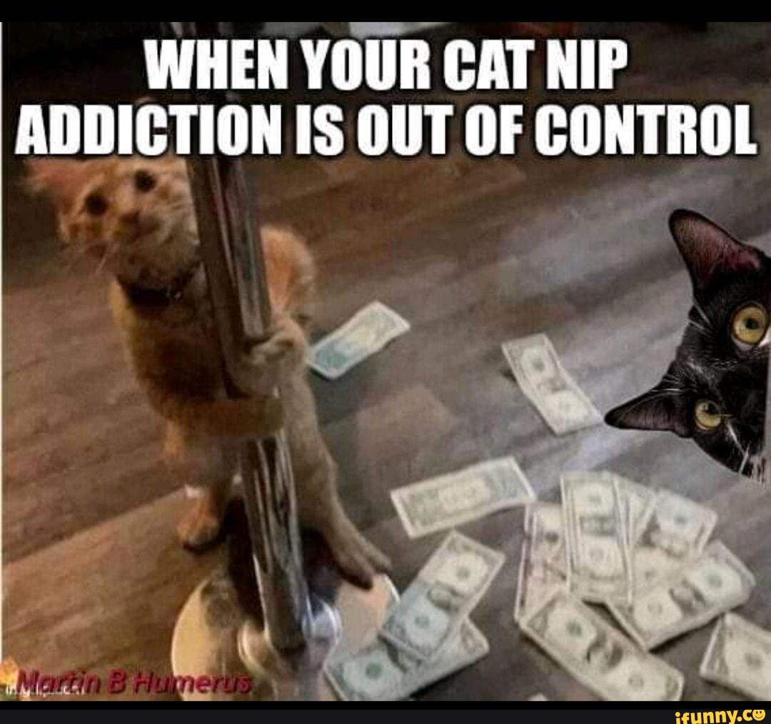 WHEN YOUR CAT NIP ADDICTION IS OUT OF CONTROL - iFunny