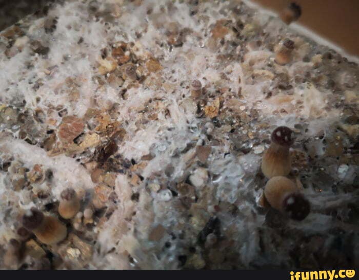 Magic_mushrooms memes. Best Collection of funny Magic_mushrooms ...