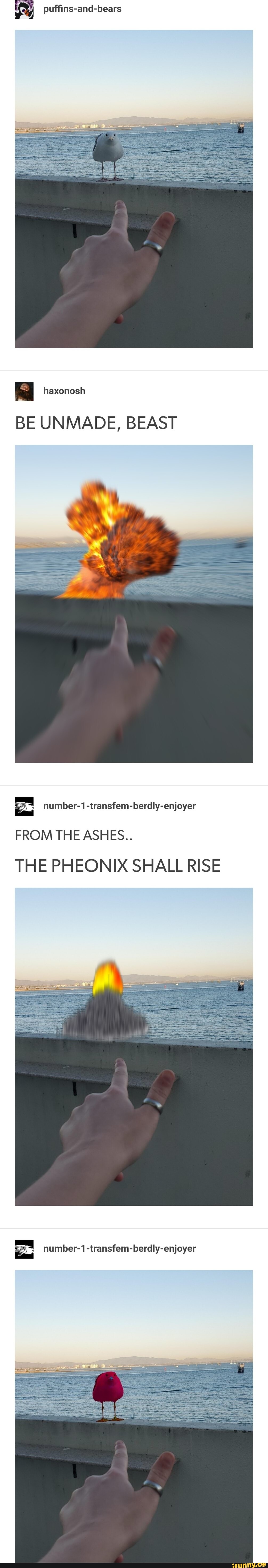 Puffins memes. Best Collection of funny Puffins pictures on iFunny