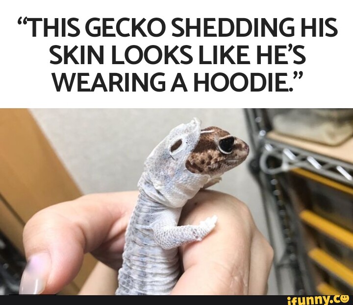 "THIS GECKO SHEDDING HIS SKIN LOOKS LIKE HE'S WEARING A HOODIE." - iFunny