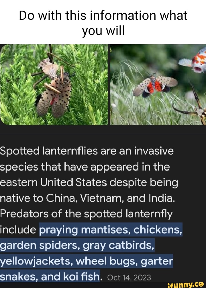 Lanternfly memes. Best Collection of funny Lanternfly pictures on iFunny