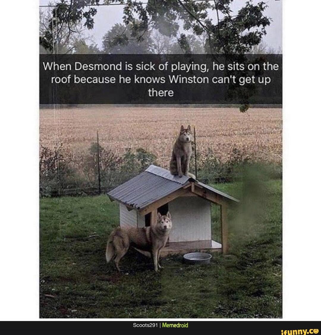 Giant "nightmare bee" that was once thought to be extinct has been ...