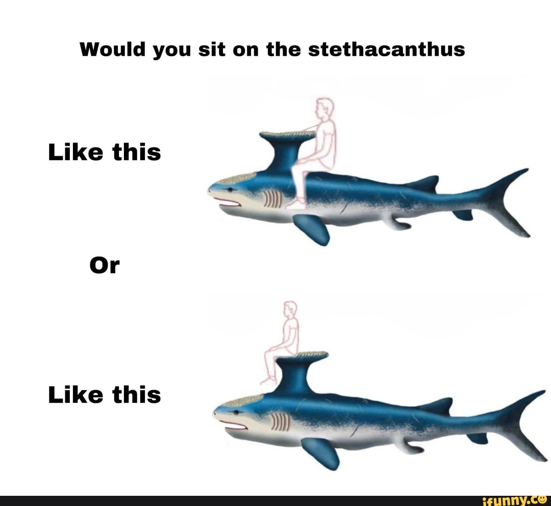 Stethacanthus Size