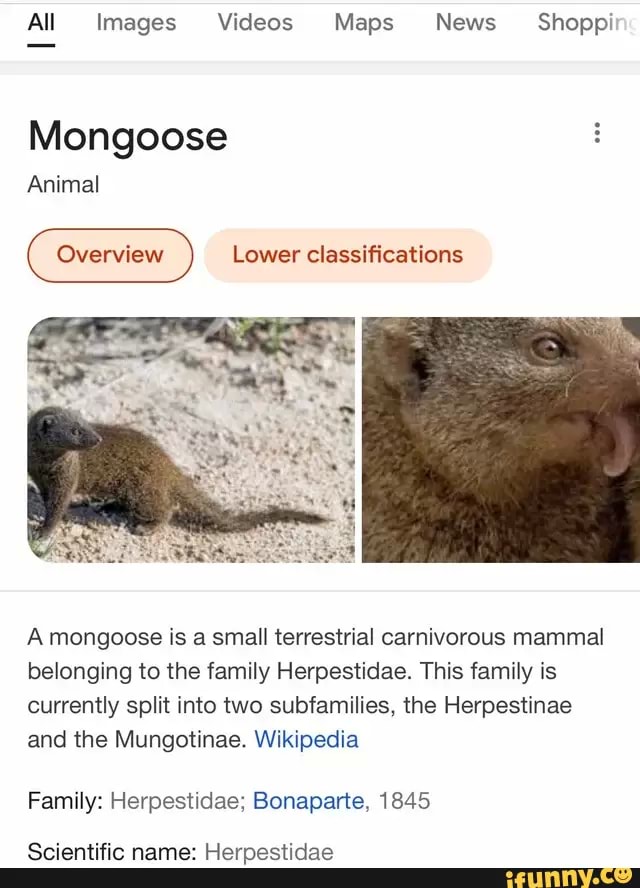 All Images Videos Maps News Shoppi Mongoose Animal Lower ...