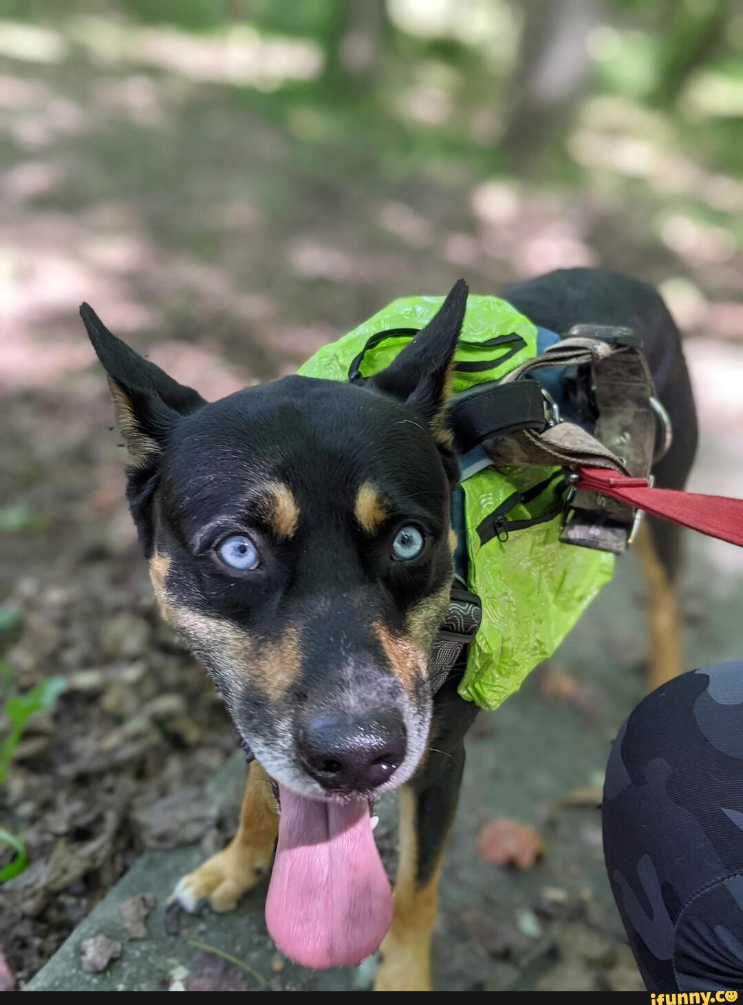 Mutt_day memes. Best Collection of funny Mutt_day pictures on iFunny