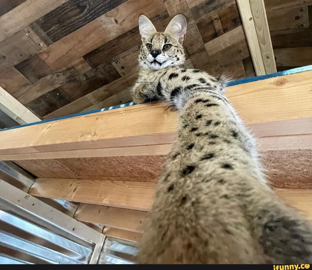 Zabloing memes. Best Collection of funny Zabloing pictures on iFunny