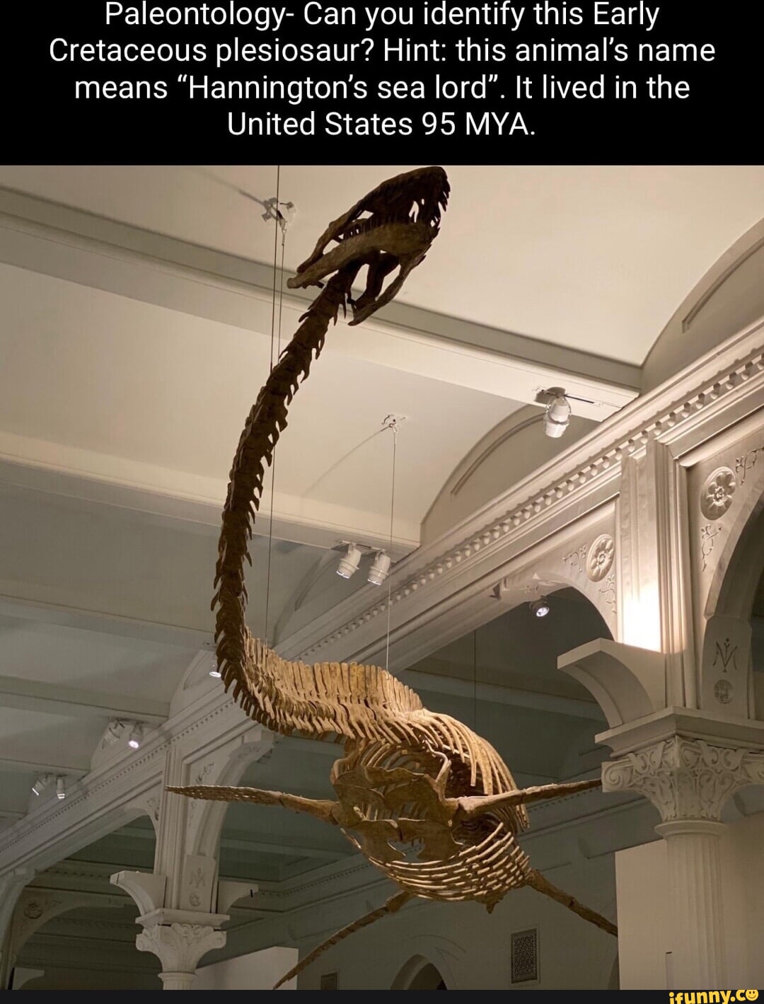 Paleontology- Can you identify this Early Cretaceous plesiosaur? Hint ...