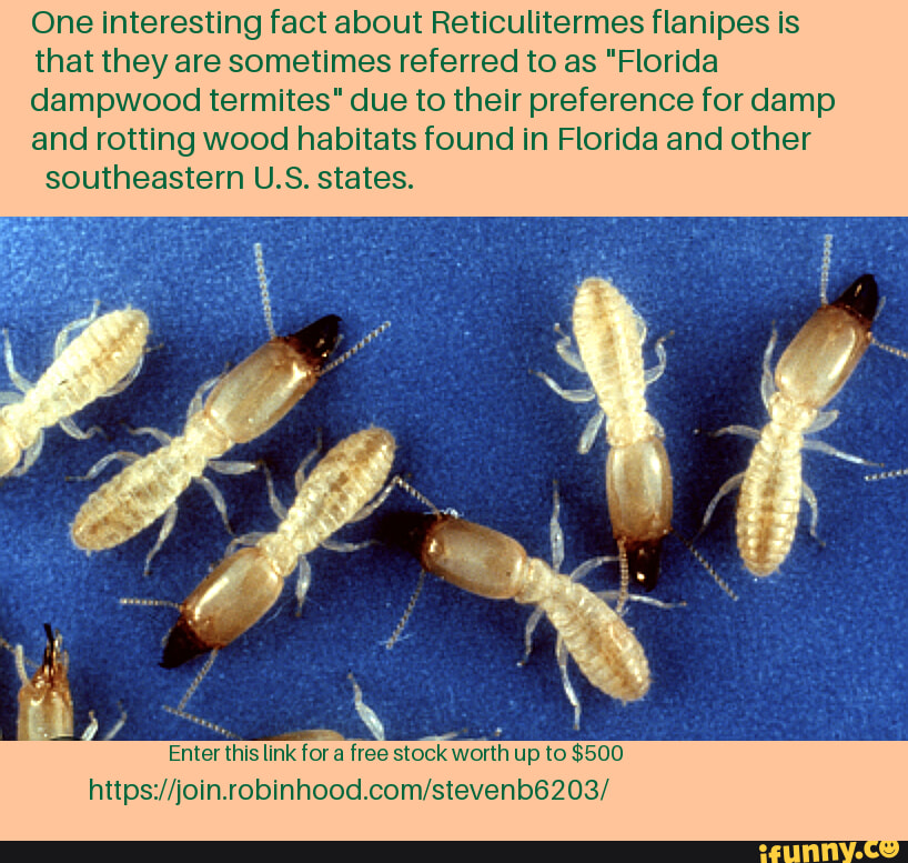 Termites memes. Best Collection of funny Termites pictures on iFunny