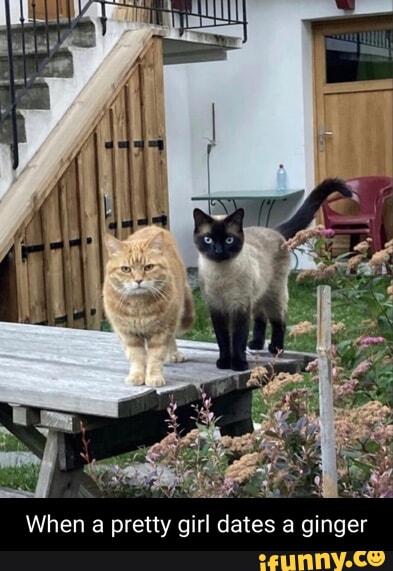 Ginger_cat memes. Best Collection of funny Ginger_cat pictures on iFunny