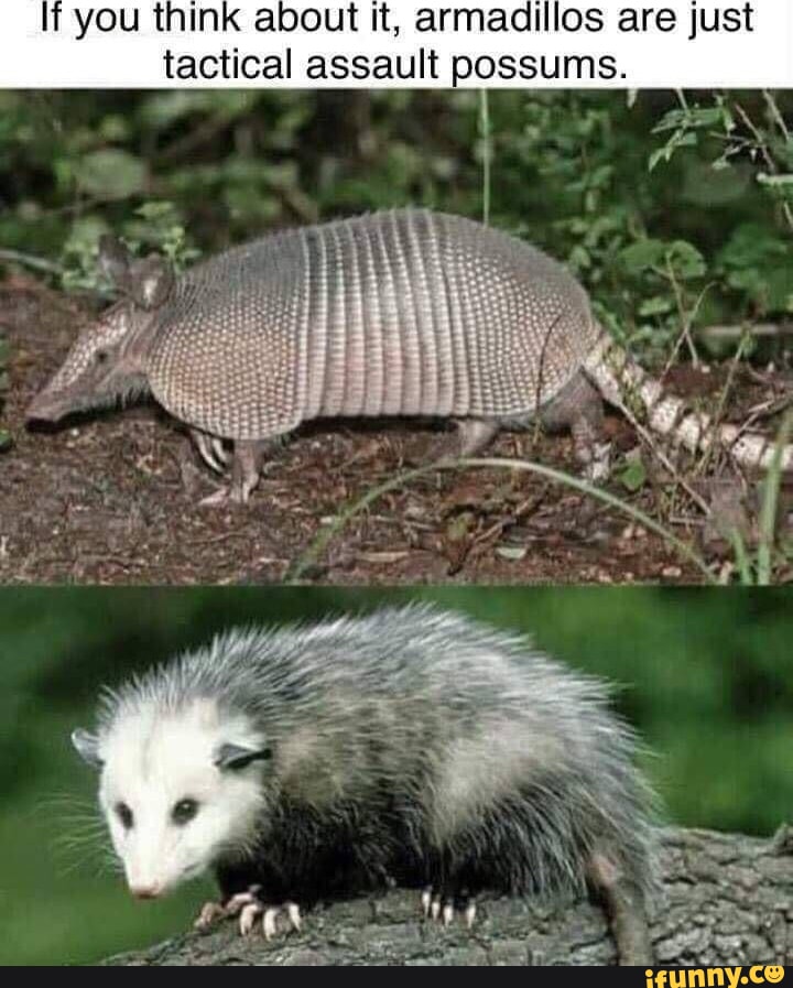 Armadillos memes. Best Collection of funny Armadillos pictures on iFunny