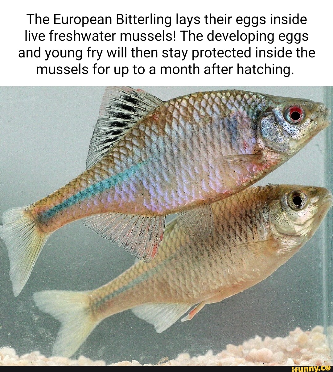 Otophysi memes. Best Collection of funny Otophysi pictures on iFunny