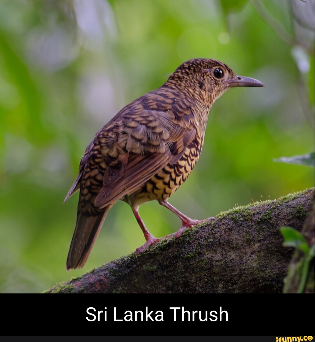 \ SS Sri Lanka Thrush - iFunny