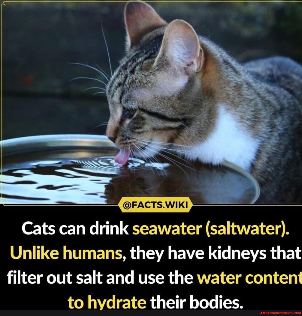 @FACTS.WIKI Cats can drink seawater (saltwater). Unlike humans, they ...