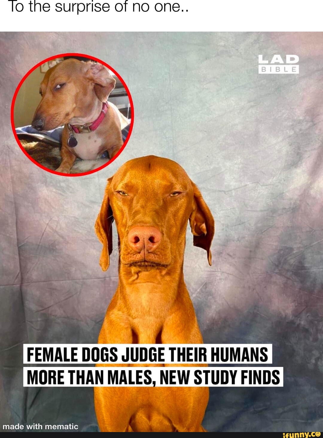 To the surprise of no one.. BIBLE FEMALE DOGS JUDGE THEIR HUMANS MORE ...