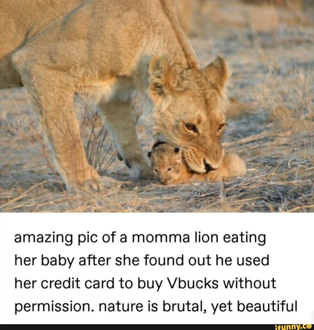 Amazing pic of amomma lion eating her baby after she found out he used ...