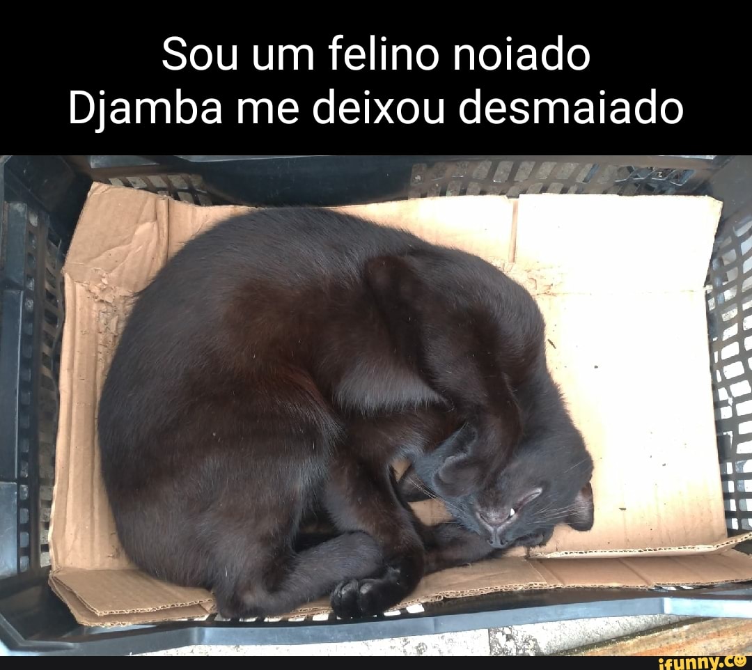 Sou um felino noiado Djamba me deixou desmaiado na - iFunny