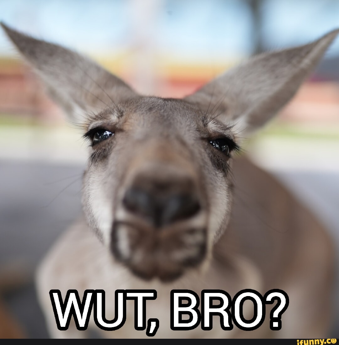 Kangaroo memes. Best Collection of funny Kangaroo pictures on iFunny