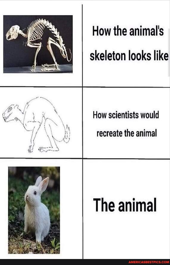 How the animal's skeleton looks like How scientists would recreate the ...