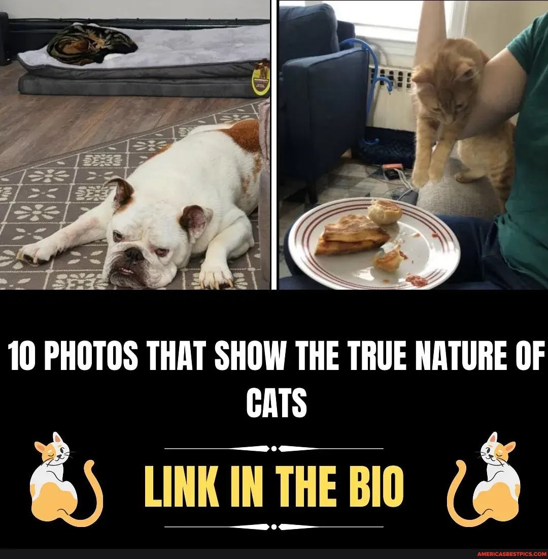 10 PHOTOS THAT SHOW THE TRUE NATURE OF CATS ----_-[-me LINK IN THE Bio ...