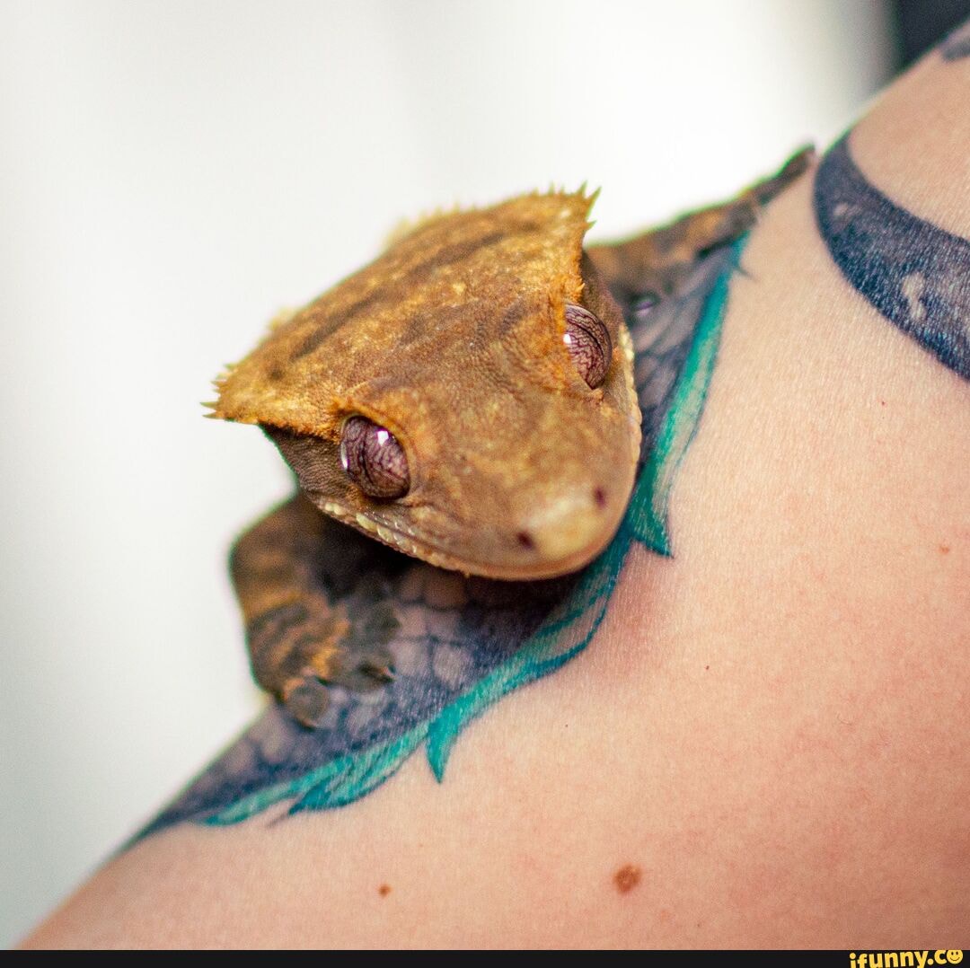 Crested_gecko memes. Best Collection of funny Crested_gecko pictures on ...