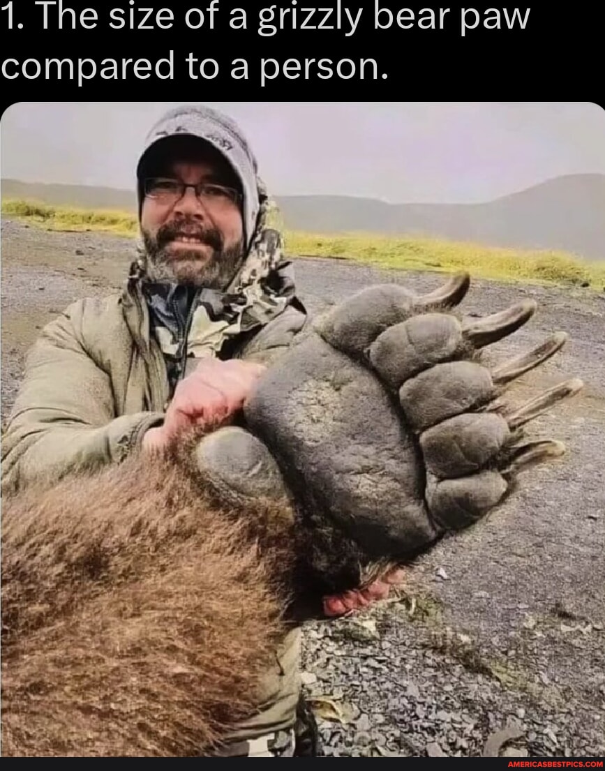 1. The size of a grizzly bear paw compared to a person. - America’s ...