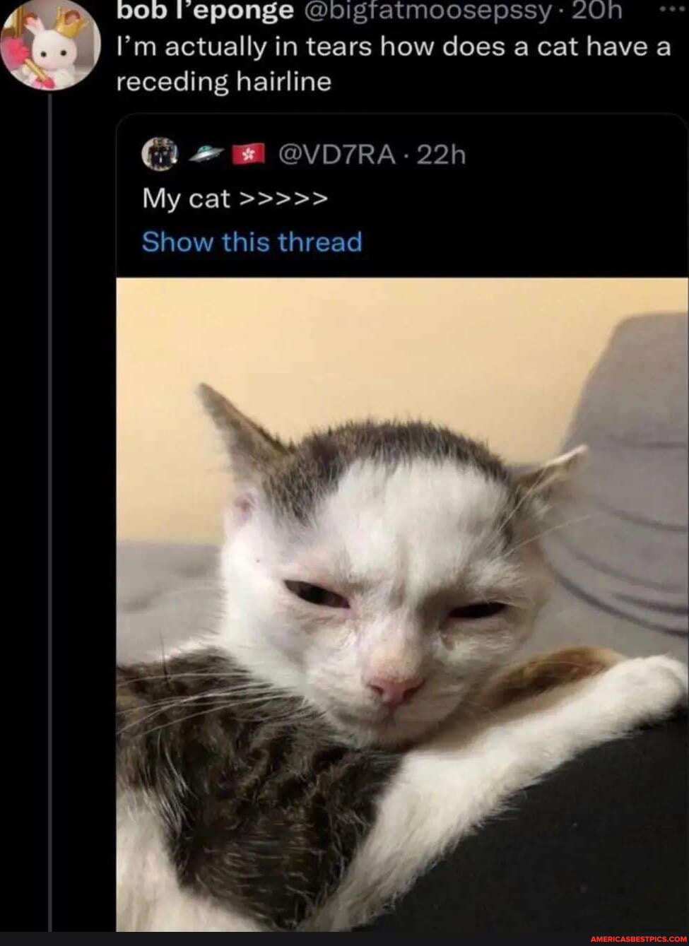 Bob reponge @bigtatmoosepssy-: ZON I'm actually in tears how does a cat ...