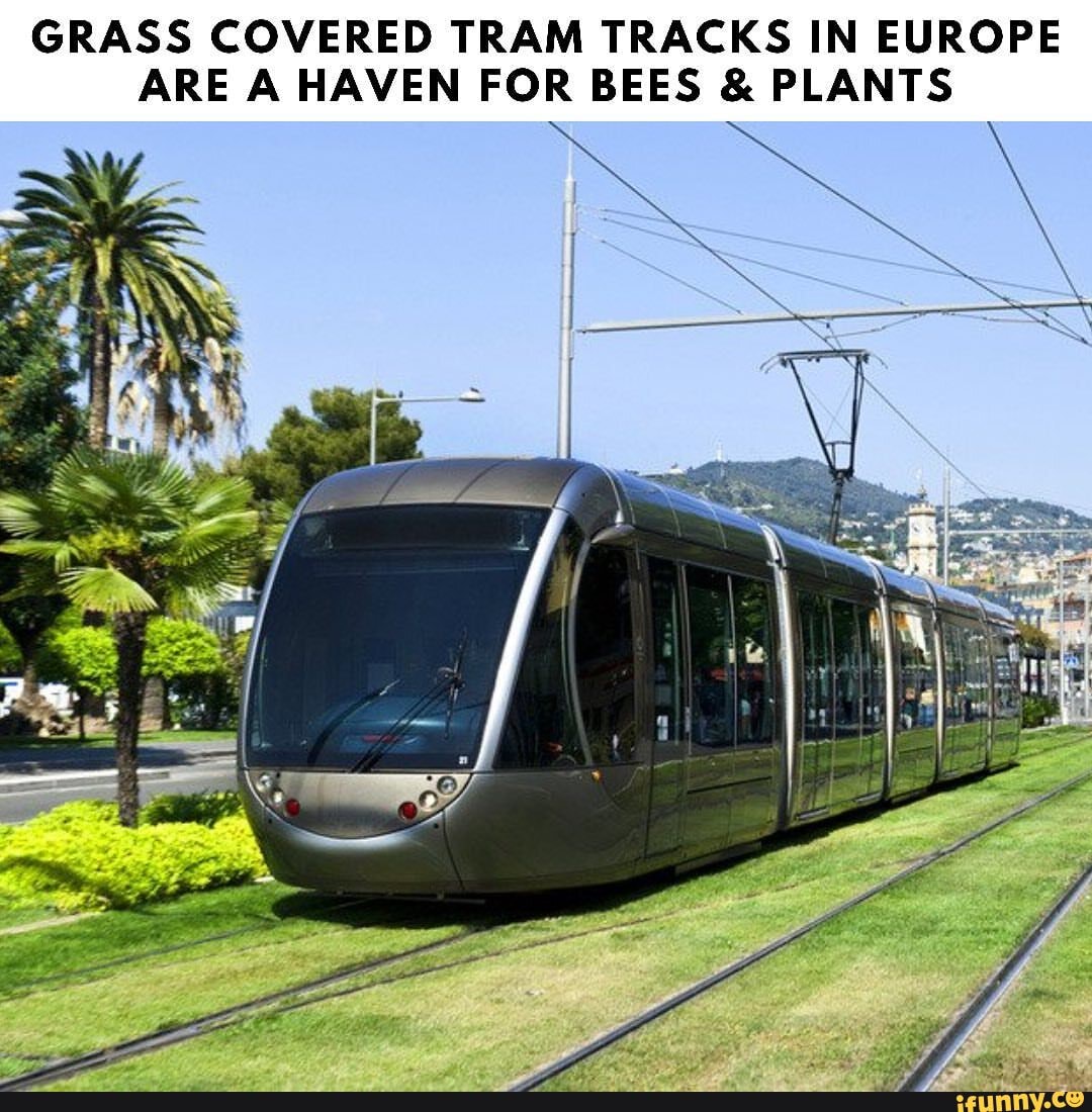 GRASS COVERED TRAM TRACKS IN EUROPE ARE A HAVEN FOR BEES & PLANTS - iFunny