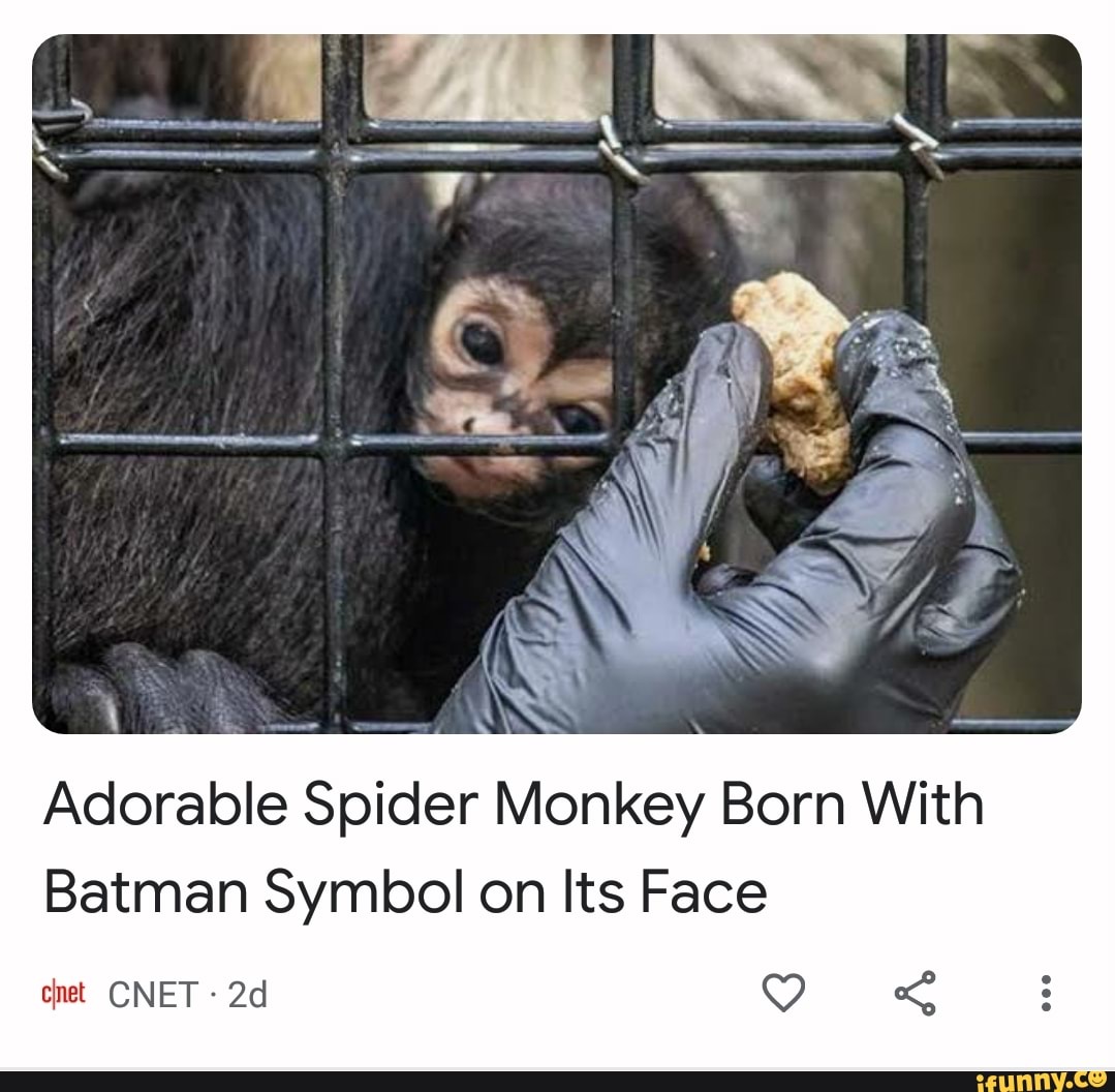 Adorable Spider Monkey Born With Batman Symbol on Its Face net_ CNET ...