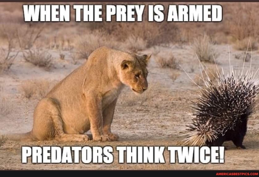 WHEN THE PREY IS ARMED PREDATORS THINK TWICE! - America’s best pics and ...