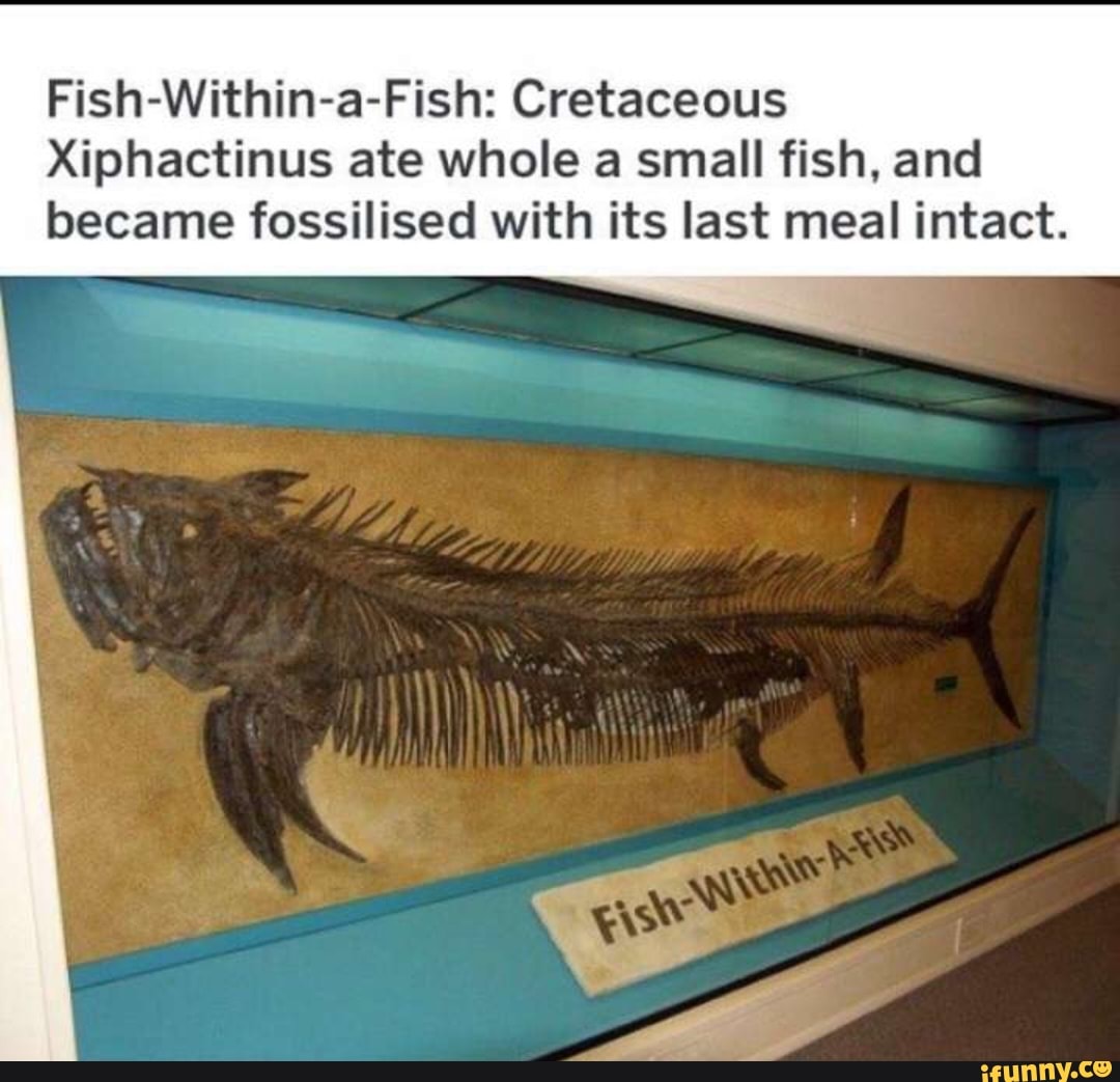 Fish-Within-a-Fish: Cretaceous Xiphactinus ate whole a small fish, and ...
