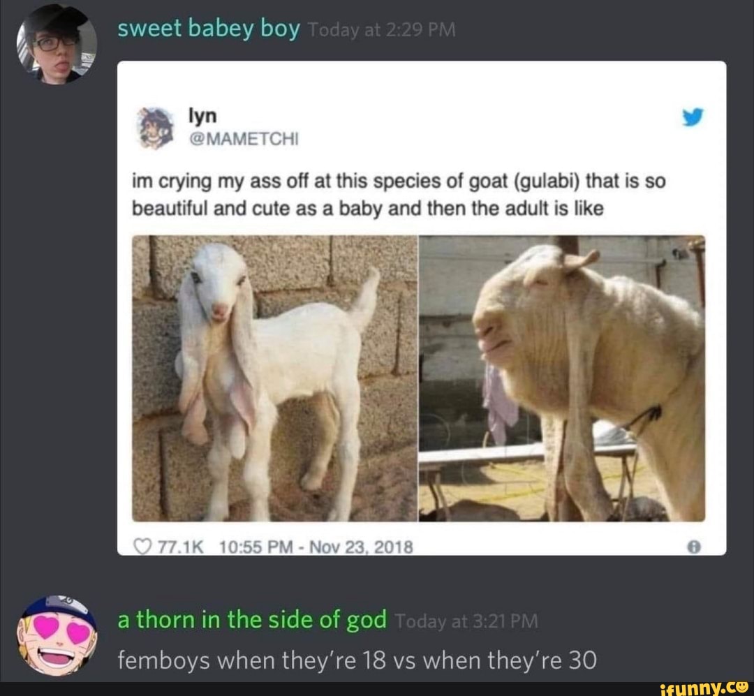 Mametchi memes. Best Collection of funny Mametchi pictures on iFunny