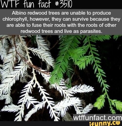 Chlorophyll memes. Best Collection of funny Chlorophyll pictures on iFunny