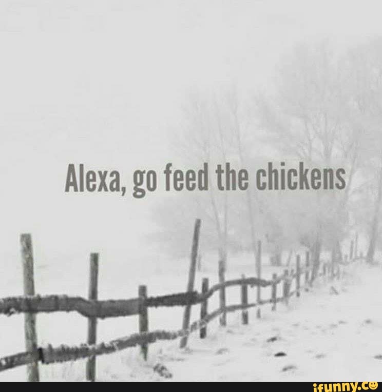 Alexa, go feed the chickens - iFunny