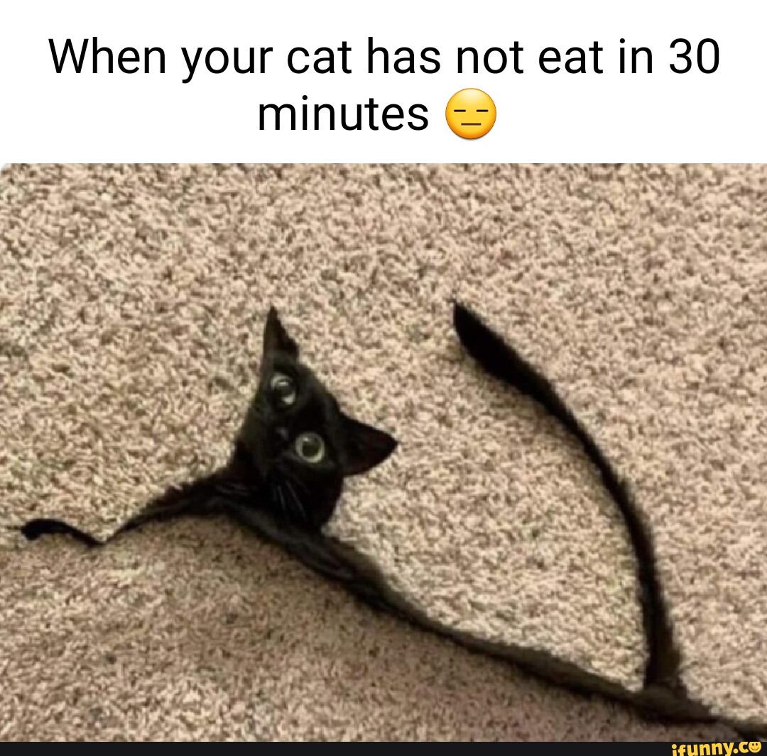 When your cat has not eat in 30 minutes ye - iFunny