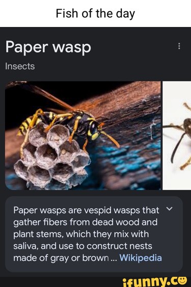Fish of the day Paper wasp Insects Paper wasps are vespid wasps that ...