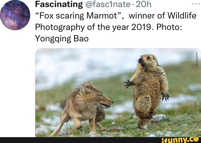 Fascinating @fascinate- "Fox scaring Marmot", winner of Wildlife ...