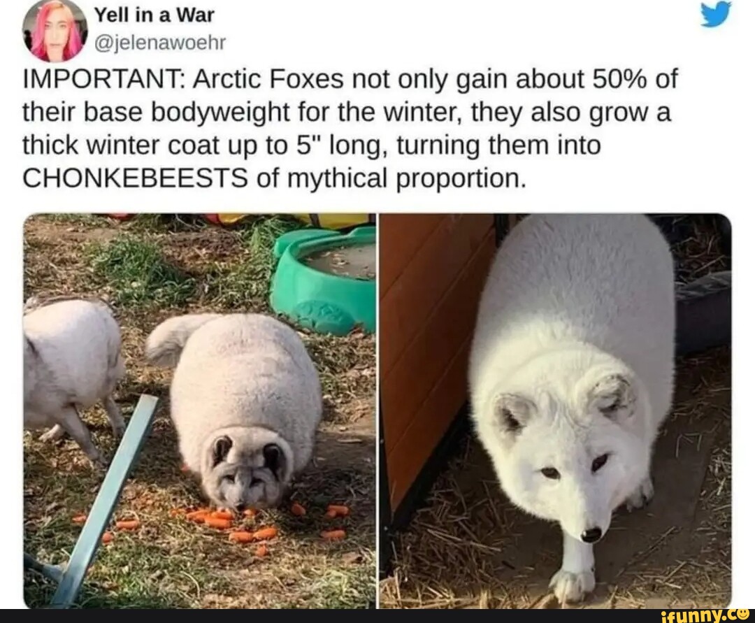 Yell in a War @jelenawoehr IMPORTANT: Arctic Foxes not only gain about ...