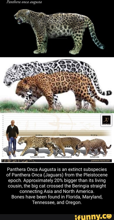Panthera onca augusta Panthera Onca Augusta is an extinct subspecies of ...