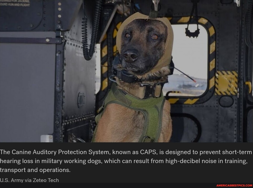 We The Canine Auditory Protection System, known as CAPS, is designed to ...