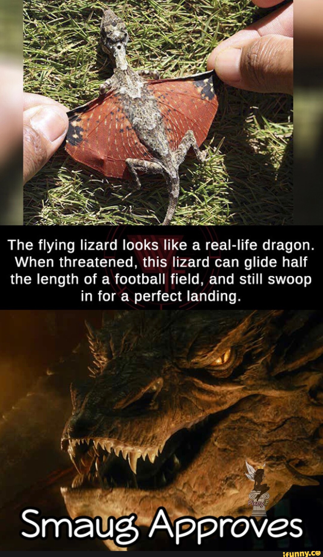 The flying lizard looks like a real-life dragon. When threatened, this ...