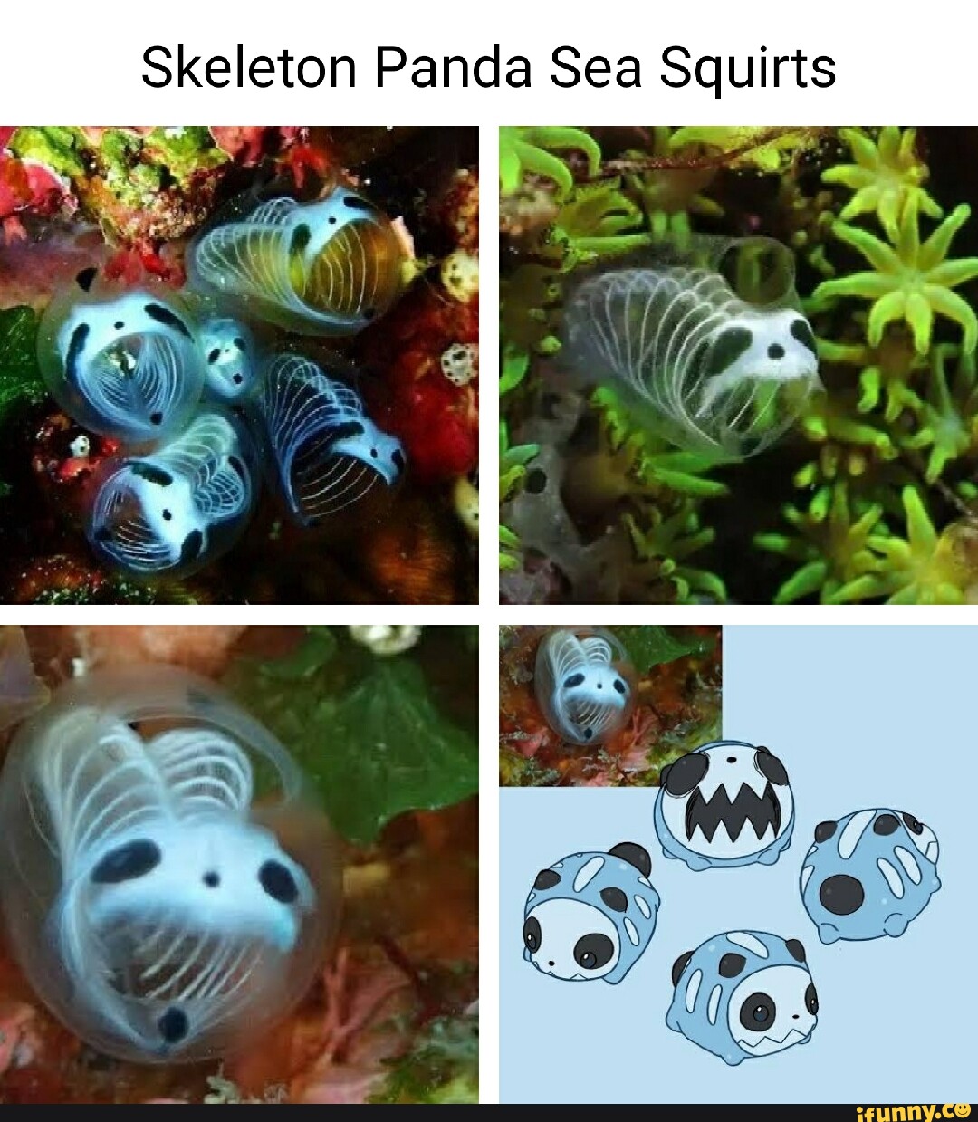 Skeleton Panda Sea Squirts - iFunny