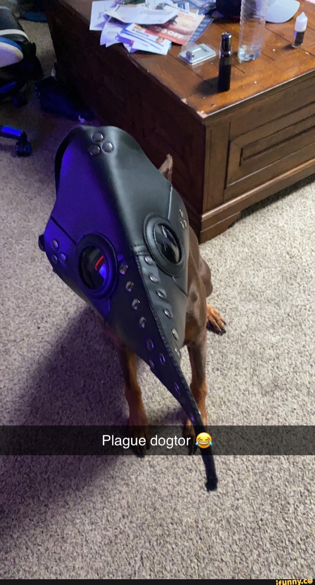 Dogtor memes. Best Collection of funny Dogtor pictures on iFunny