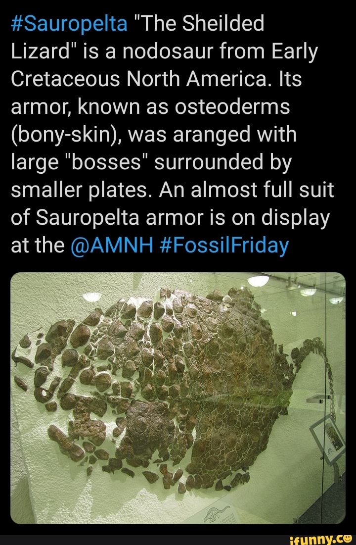 #Sauropelta "The Sheilded Lizard" is a nodosaur from Early Cretaceous ...