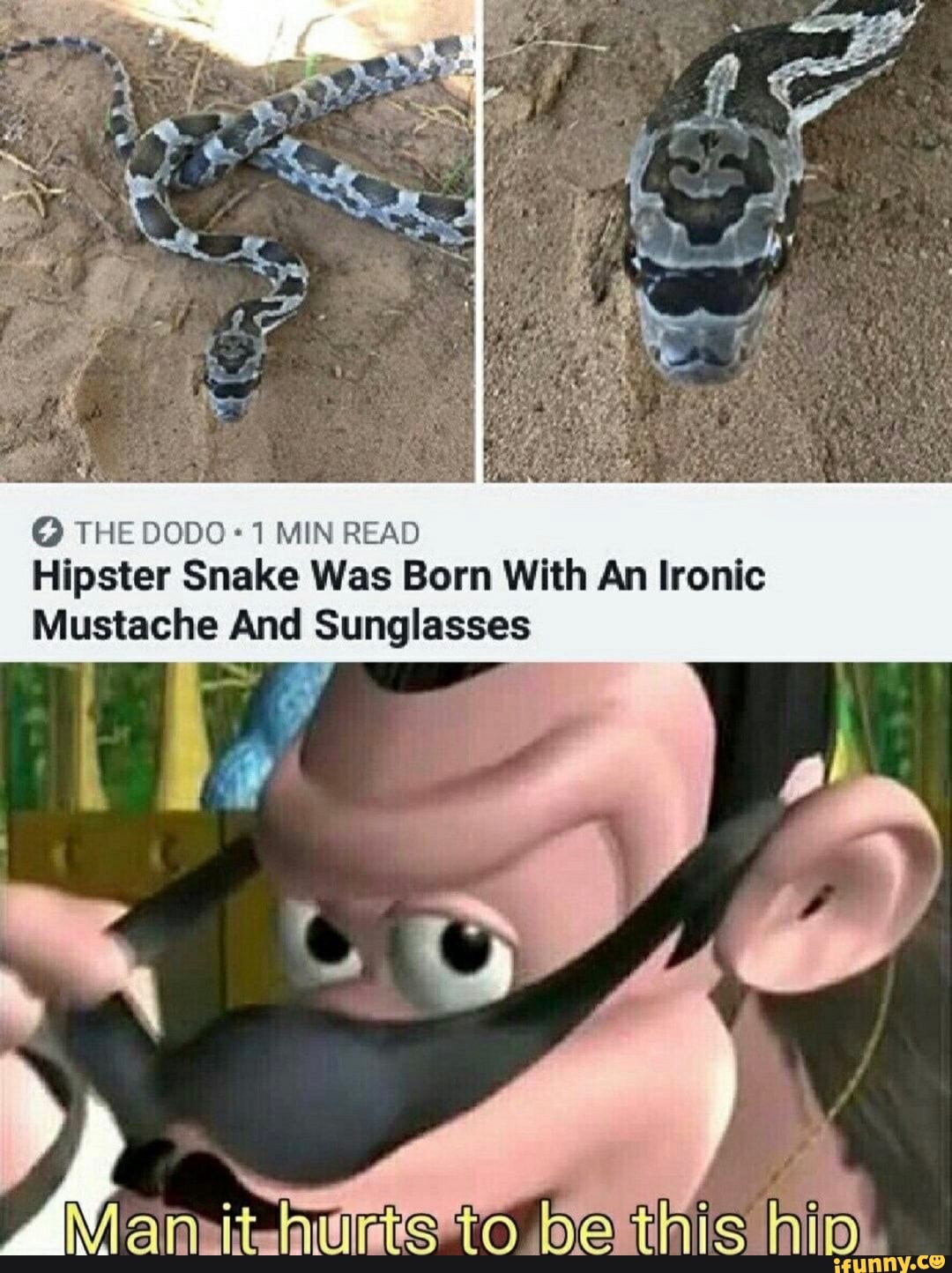 THE DODO 1 MIN READ Hipster Snake Was Born With An Ironic Mustache And ...