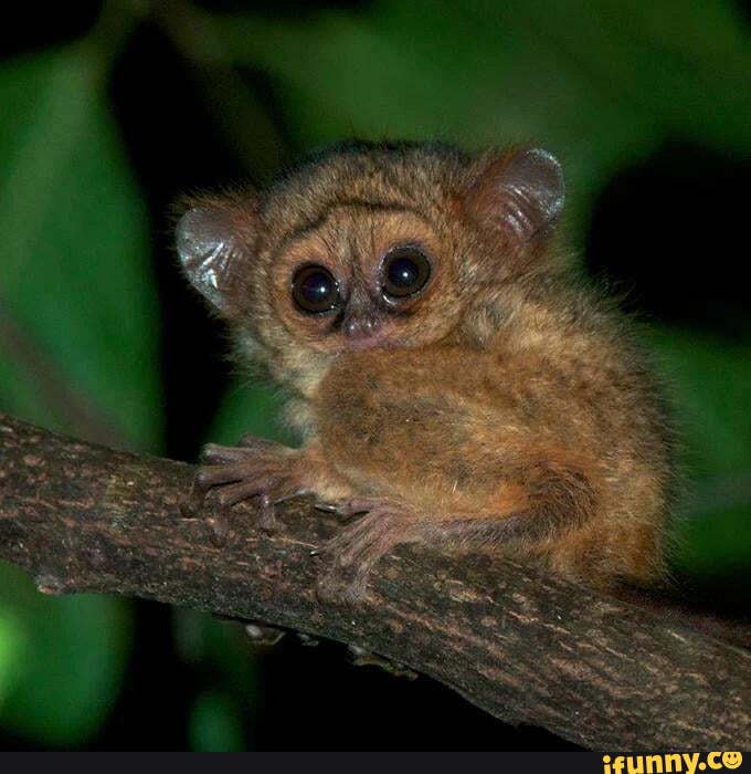 Spectral_tarsier memes. Best Collection of funny Spectral_tarsier ...