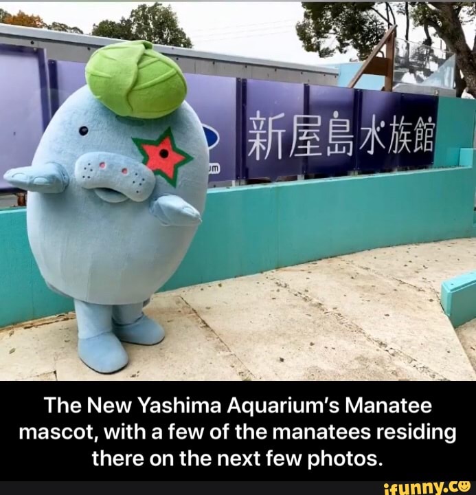 Yashima memes. Best Collection of funny Yashima pictures on iFunny