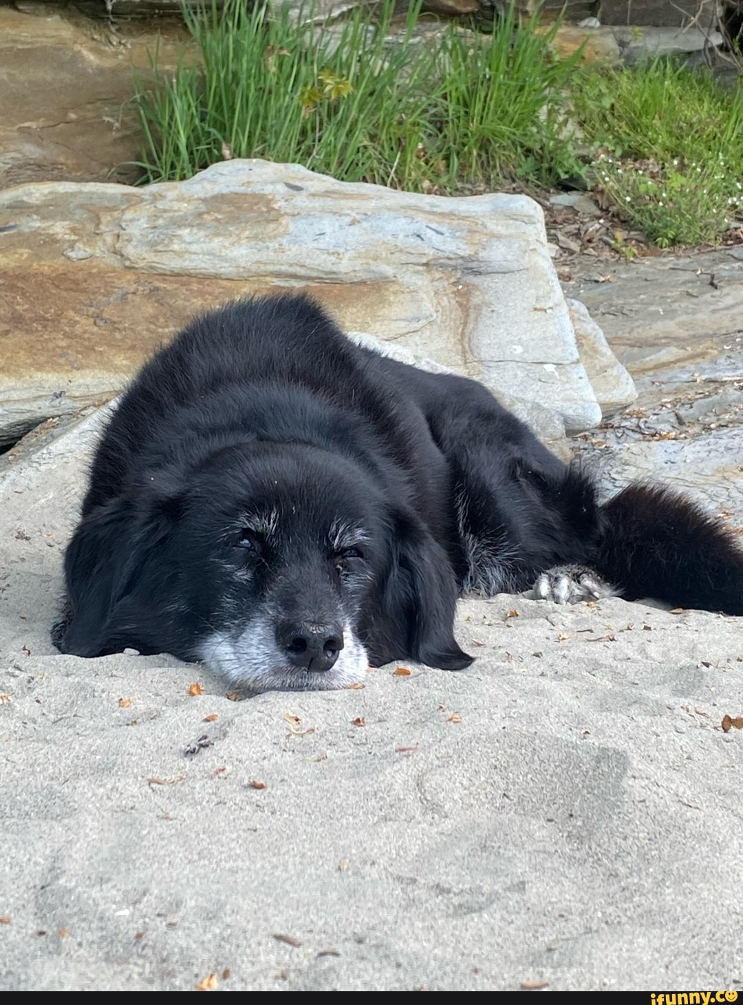 Rip memes. Best Collection of funny Rip pictures on iFunny