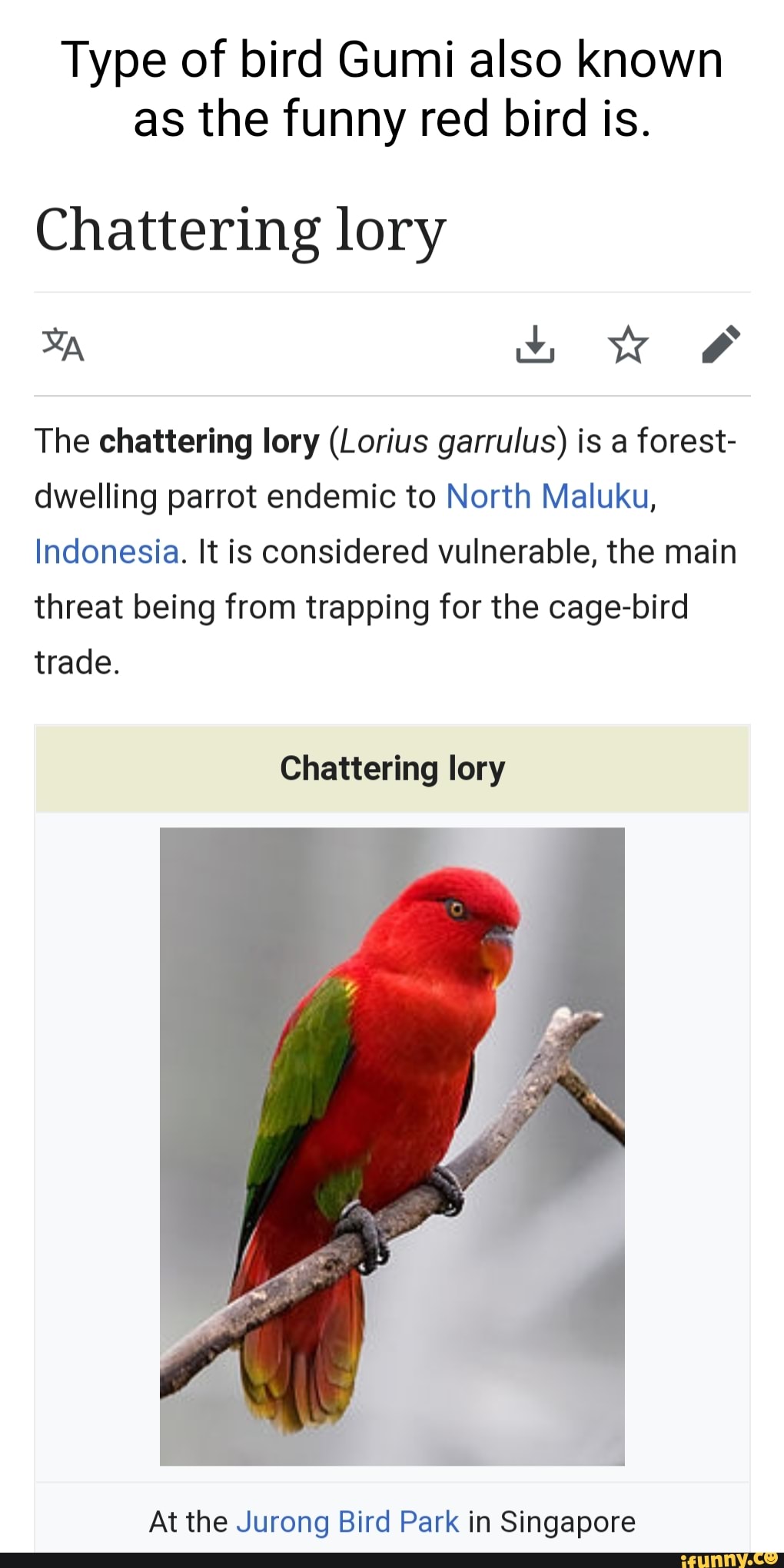 Type of bird Gumi also known as the funny red bird is. Chattering lory ...