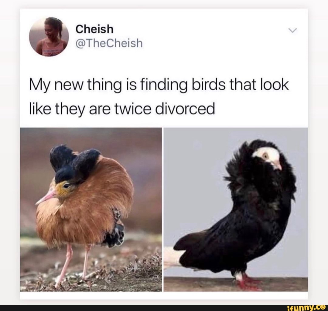 Cheish My new thing is finding birds that look like they are twice divorced - iFunny